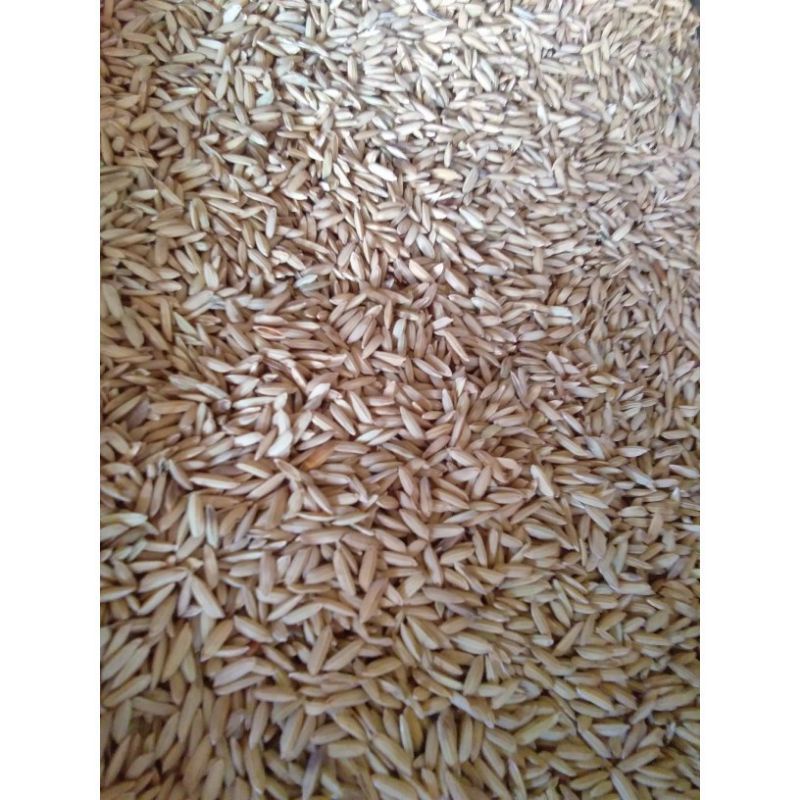 Jual GABAH PADI KERING | Shopee Indonesia
