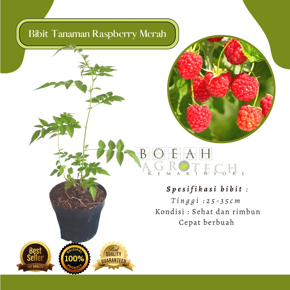 Jual Bibit Tanaman Buah Raspberry Merah Kondisi Rimbun Tanaman Berry ...