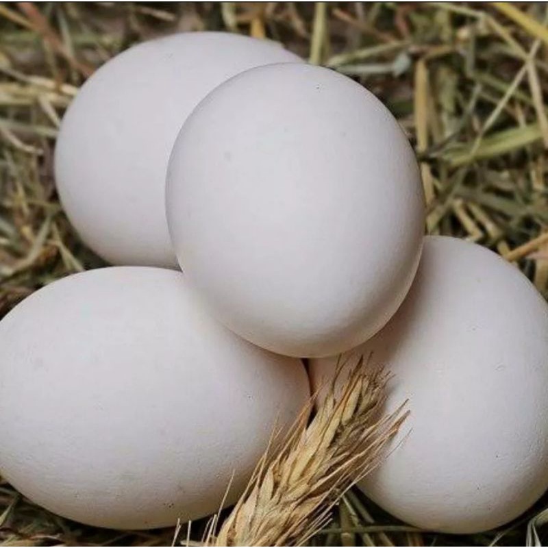 Jual Telur entok fertil - telur mentok ada Paceknya | Shopee Indonesia