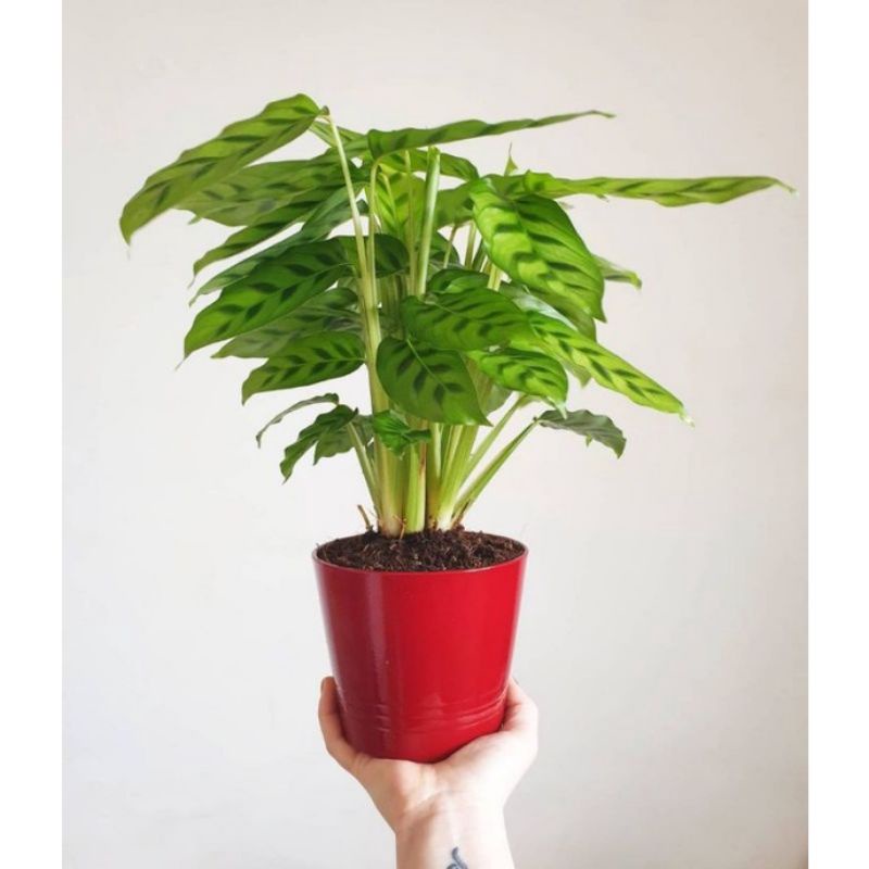 Jual Tanaman indoor chalatea leopardina kalatea // Calathea Hidup ...