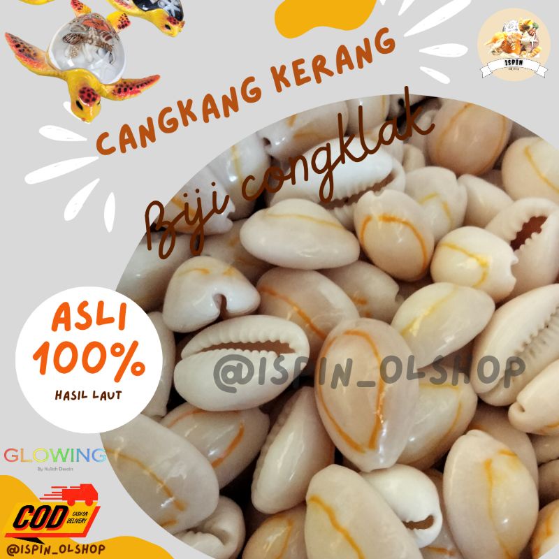 Jual kerang kuwuk dakon / biji congklak / kerang congklak 100gr ...