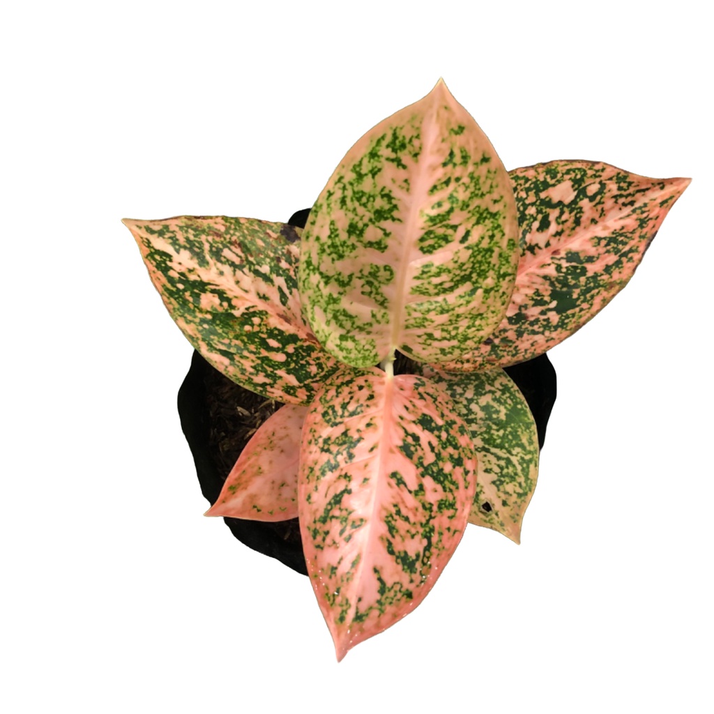 Jual Aglonema stardust orange (koleksian) | Shopee Indonesia Jual Aglonema stardust orange (koleksian) | Shopee Indonesia