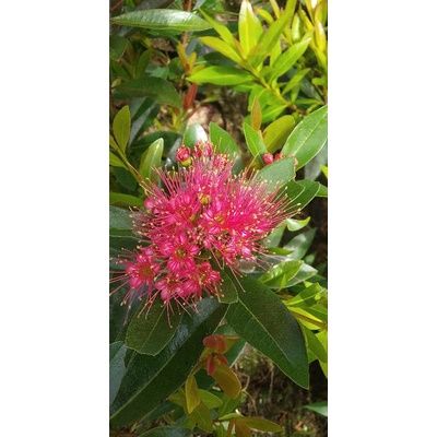 Jual Tanaman Hias Bunga Xanthostemon Merah Tinggi 1 Meter | Shopee ...