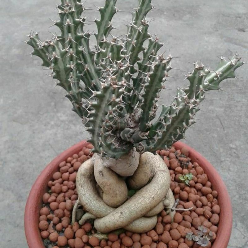 Jual Euphorbia Knuthii Caudex Bonggol Bonsai Cantik | Bahan Bonsai ...