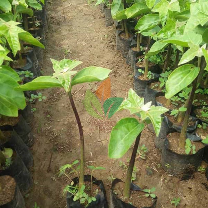 Jual Jual bibit pohon kemiri siap tanam | Shopee Indonesia