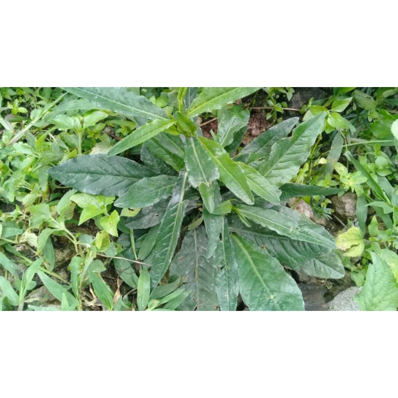 Jual Daun tapak liman segar 500 gram | Shopee Indonesia