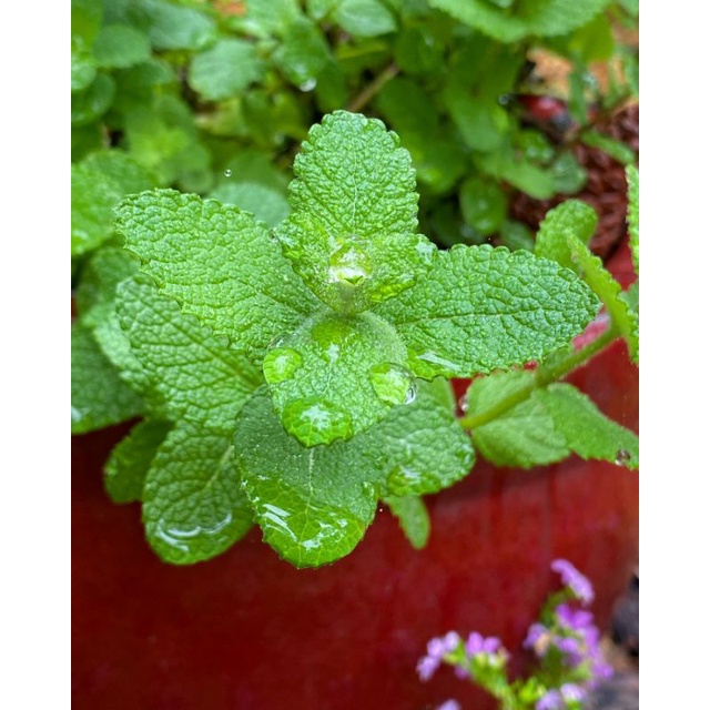 Jual Bibit tanaman herbal aromatik woolly/apple mint (Mentha suaveolens ...