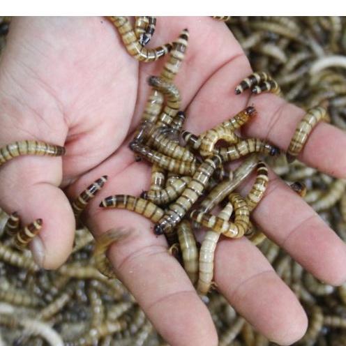 Jual ULAT JERMAN / ULAT GERMAN HIDUP / PAKAN IKAN / PAKAN BURUNG ...