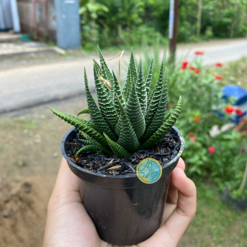 Jual Haworthia Fasciata Cantik | Haworthia Zebra | Paket Kaktus Sukulen ...