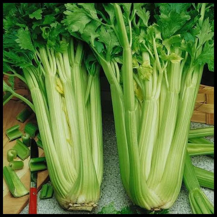 Jual 100 Bibit Seledri Batang Besar Tall Utah Benih Tanaman Sayuran ...