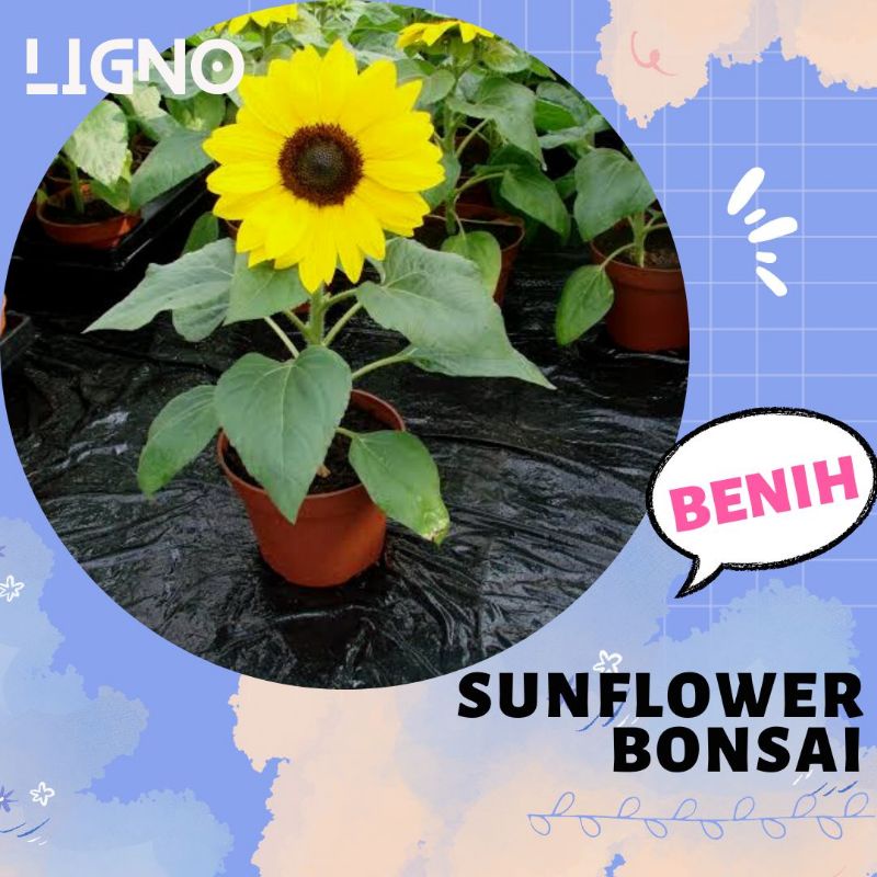 Jual Benih SUNFLOWER MINI (isi-8) Biji Bibit Bunga Matahari | Shopee Indonesia