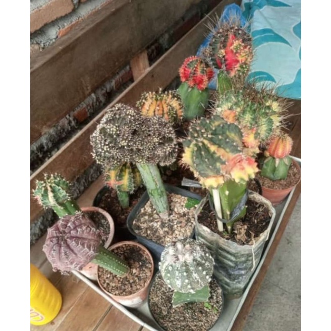 Jual cactus kaktus induk Grafting | Shopee Indonesia