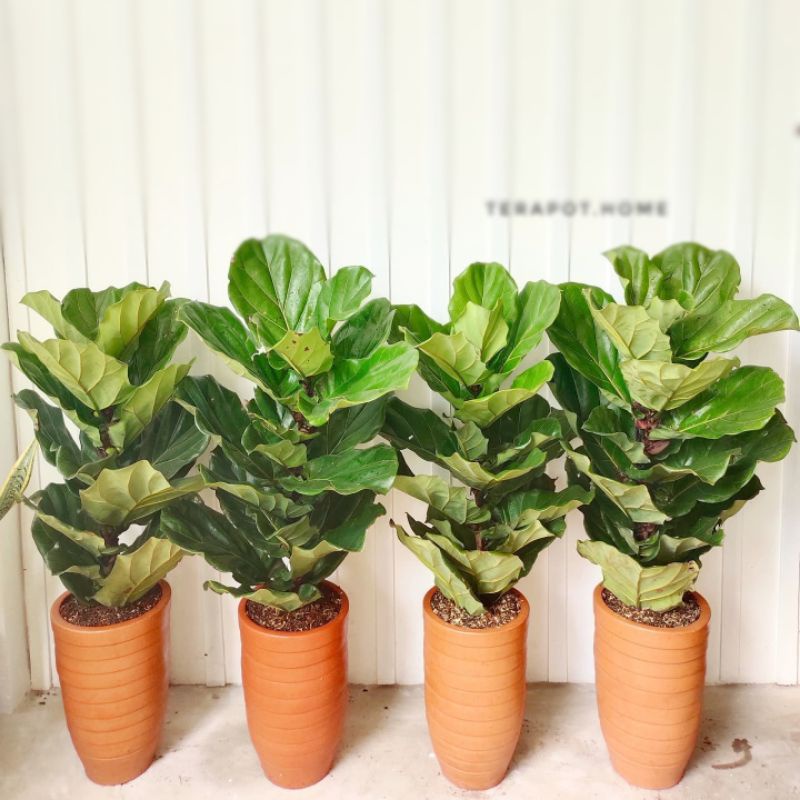 Jual Tanaman Hias Indoor KETAPANG BIOLA CANTIK BESAR & JUMBO - Tanaman ...