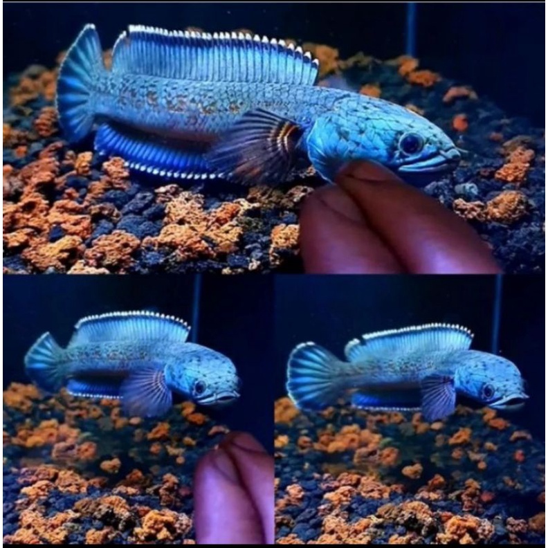 Jual channa red mozaik/golddus 5-8 cm | Shopee Indonesia