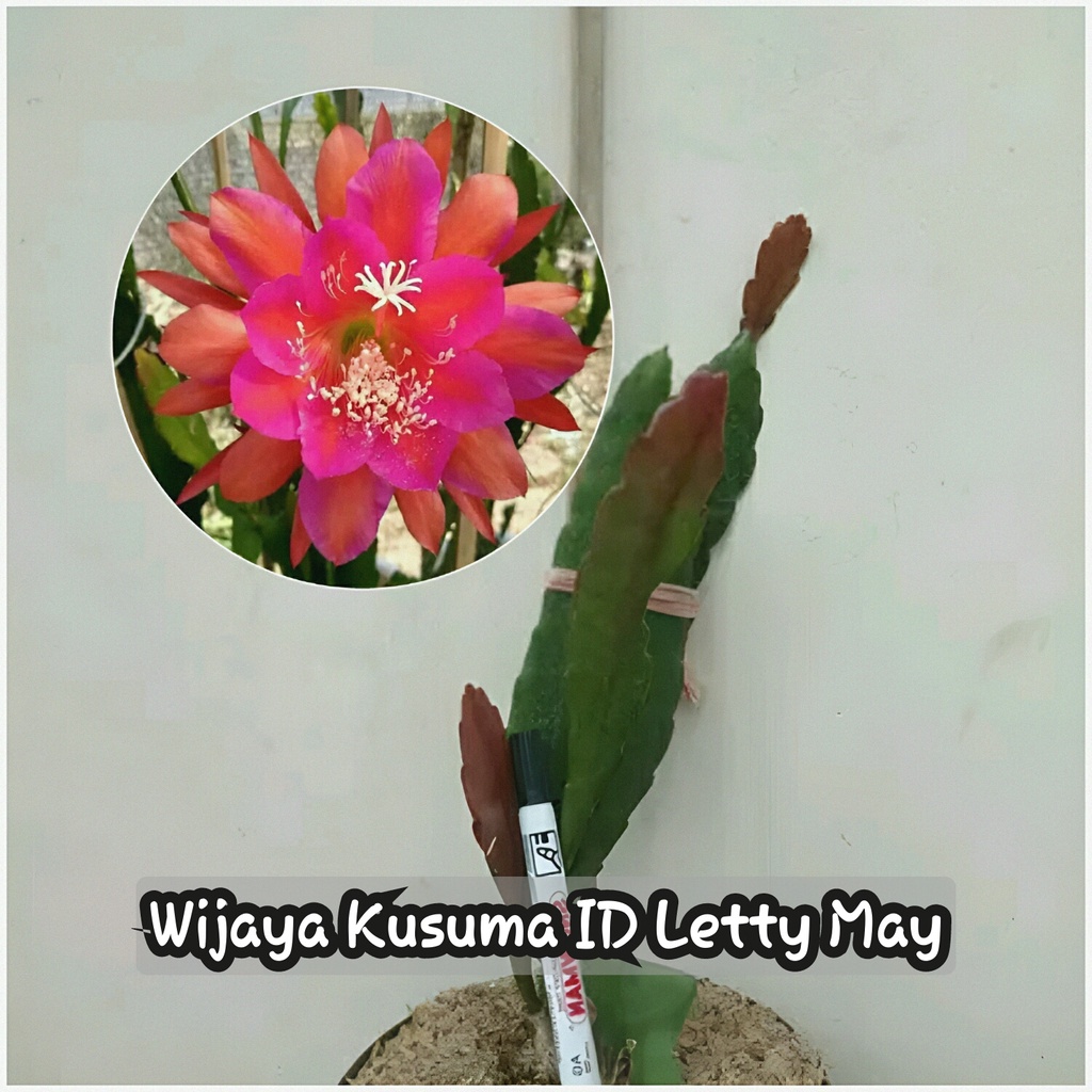 Jual Wijaya Kusuma Hybrid ID Letty May Bunga Unggu Oren Tanian Lokal ...
