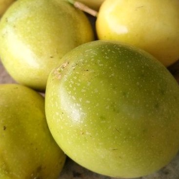 Jual Buah Markisa Hijau 1 kg Petik Pohon | Shopee Indonesia
