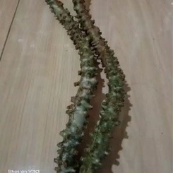 Jual BIBIT BROTOWALI | BATRAWALI SEGAR SAPIH ASI 30cm | Shopee Indonesia