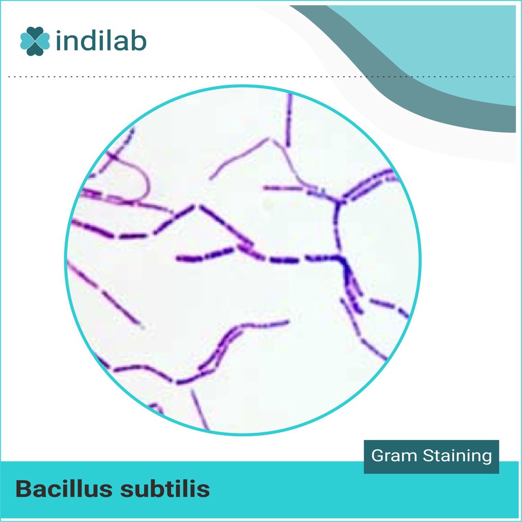 Jual Kultur bakteri isolat Bacillus subtilis on petridish | Shopee ...