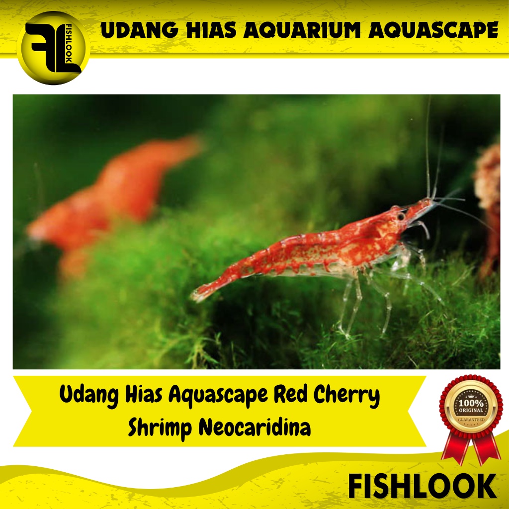 Jual Udang Hias Aquascape Red Cherry Shrimp Neocaridina Aquarium Air Tawar | Shopee Indonesia