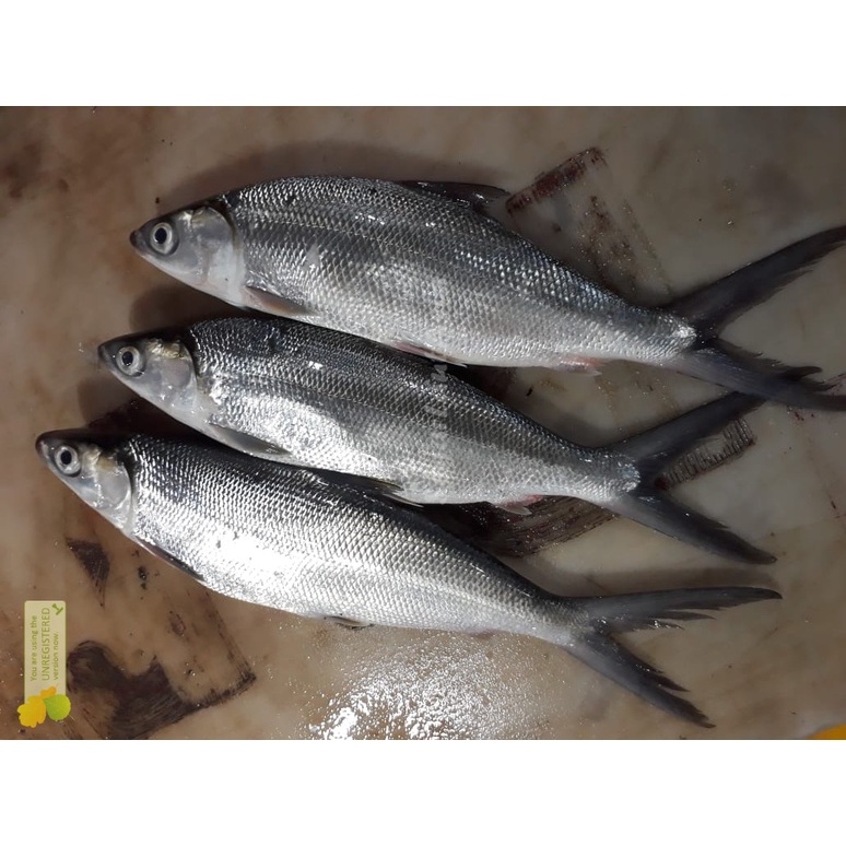 Jual Ikan Bandeng Segar Ikan Bandeng Fresh Ikan Bandeng 1Kg | Shopee ...
