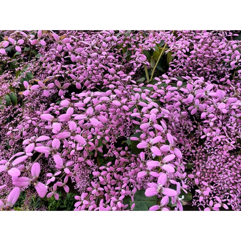 Jual Bibit tanaman rambat bunga pink wooly congea/shower orchid (C ...