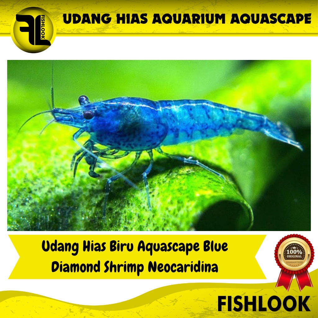 Jual Udang Hias Biru Aquascape Blue Diamond Shrimp Neocaridina | Shopee ...