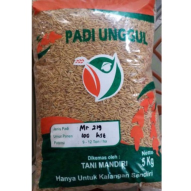Jual ELV32 BENIH PADI MR 219 , BIBIT PADI MR 219 5KG TAHAN REBAH 2648 ...