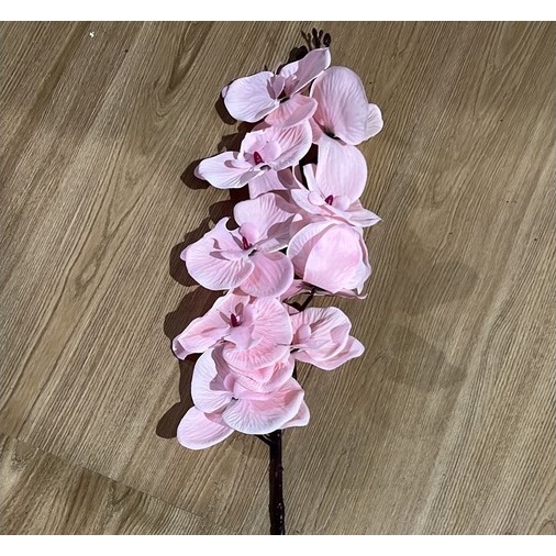 Jual Zeita - Anggrek 9 DANCING ORCHID Jumbo Tangkai Panjang | Shopee ...