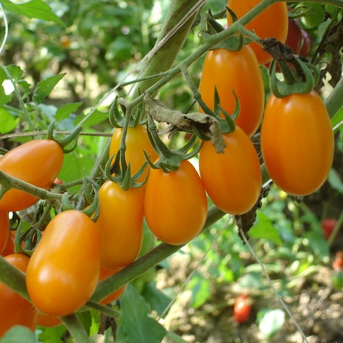 Jual 10 Benih Tomat Cherry Kurma Kuning F1 Golden Sweet Cerry Ceri ...