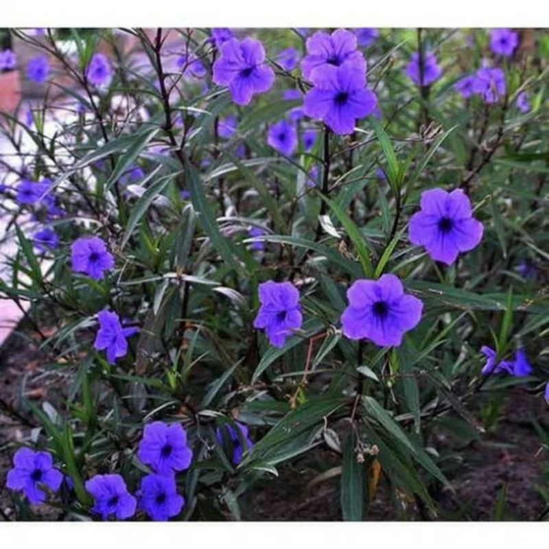 Jual 25 Stek Batang Bunga Ruellia Ungu Tegak Reullia Ruelia Reulia ...