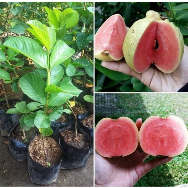 Jual bibit tanaman buah jambu hong pause /sukun/kristal merah /red ...