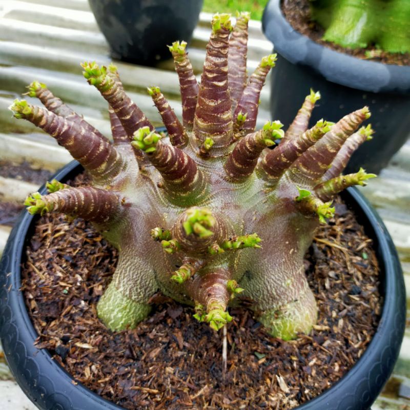 Jual KALAMAE (Adenium Arabicum/Karakter) | Shopee Indonesia