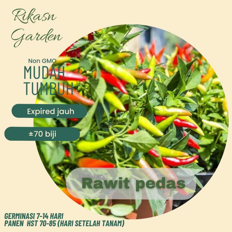 Jual KHUSUS BATAM BENIH BIJI CABE RAWIT PEDAS SUPER | Shopee Indonesia