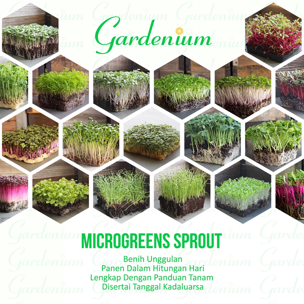 Jual Macam Macam Benih Microgreen Sprout Paktani | Shopee Indonesia