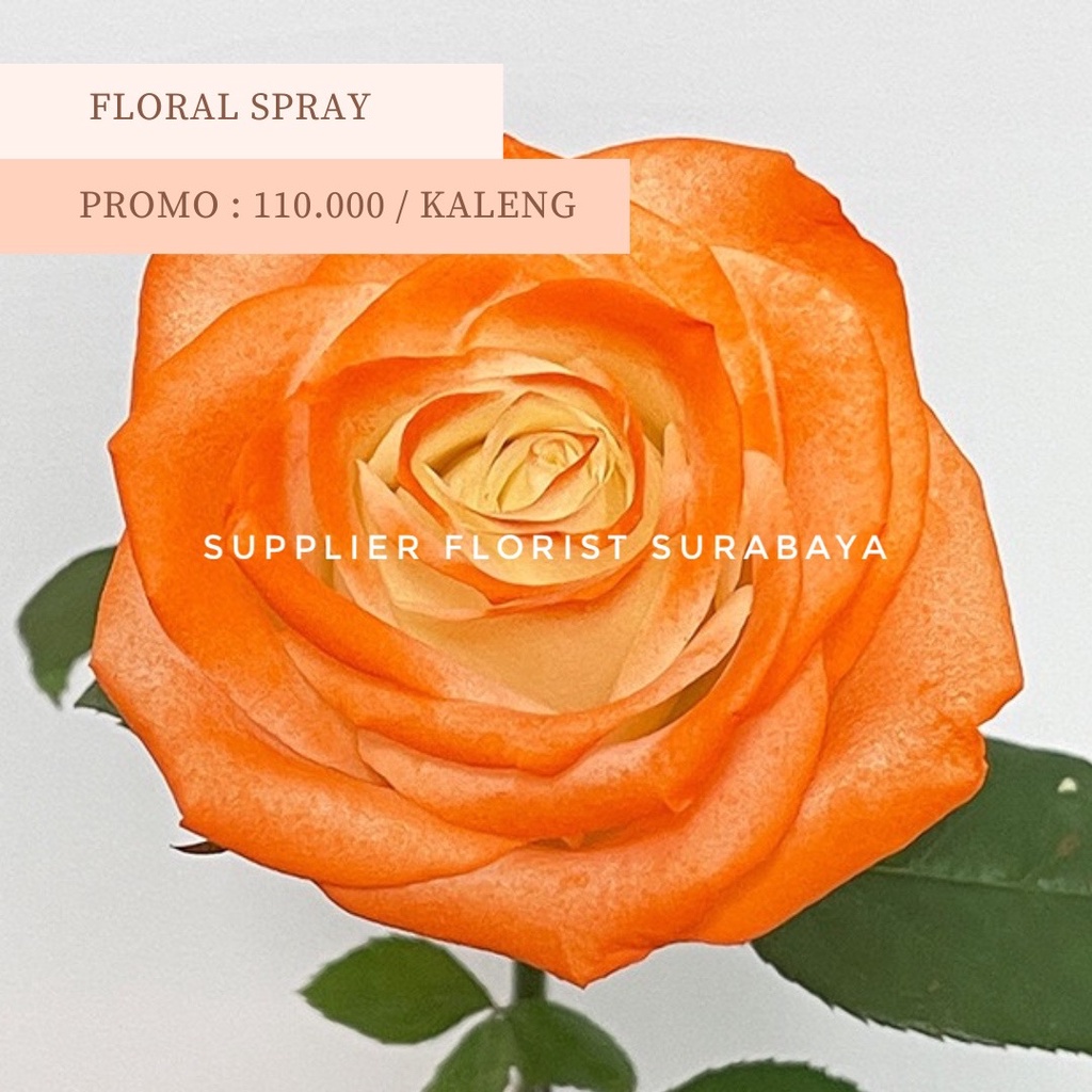 Jual FLORAL COLOR SPRAY CEPAT KERING PENGUBAH WARNA BUNGA ASLI ...
