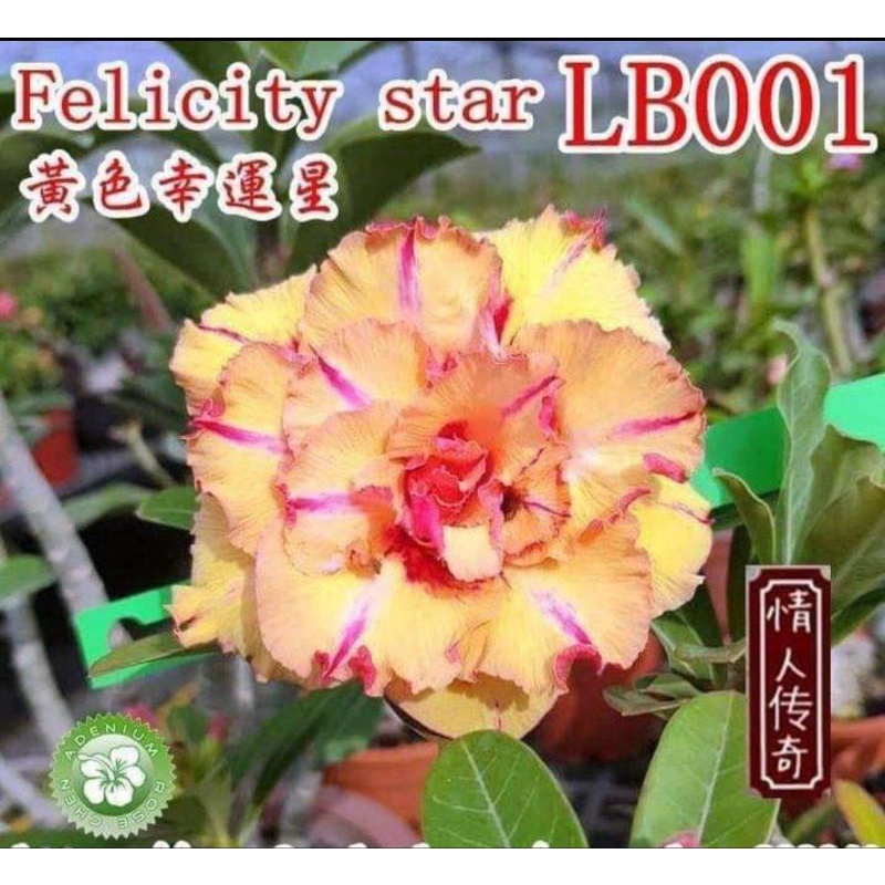 Jual Adenium bunga tumpuk "Felicity Start" | Shopee Indonesia