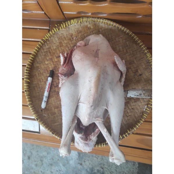 Jual DAGING KALKUN UTUH BERAT DIATAS 5 KG KALKUN LOKAL COCOK UNTUK ...