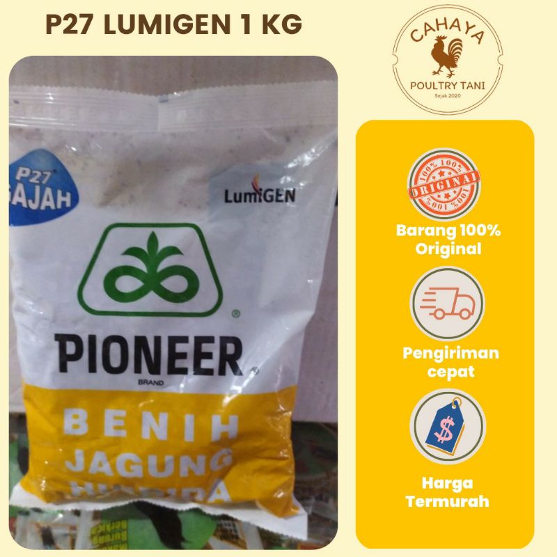 Jual Benih Jagung P27 LUMIGEN 1 KG (Expired Juni 2025) Pioneer | Shopee ...