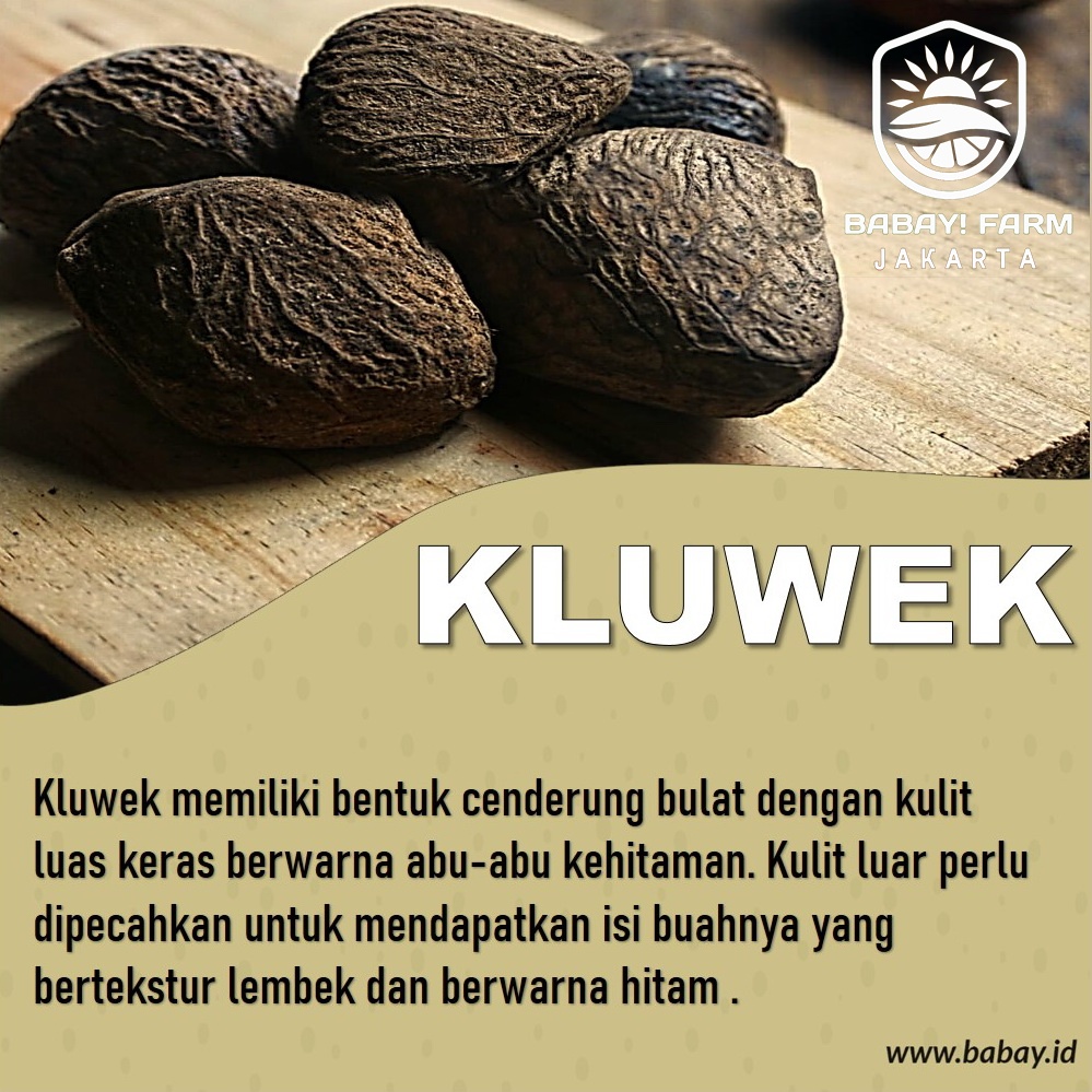 Jual Kluwek 250 500 Gr / 1 Kg | Shopee Indonesia