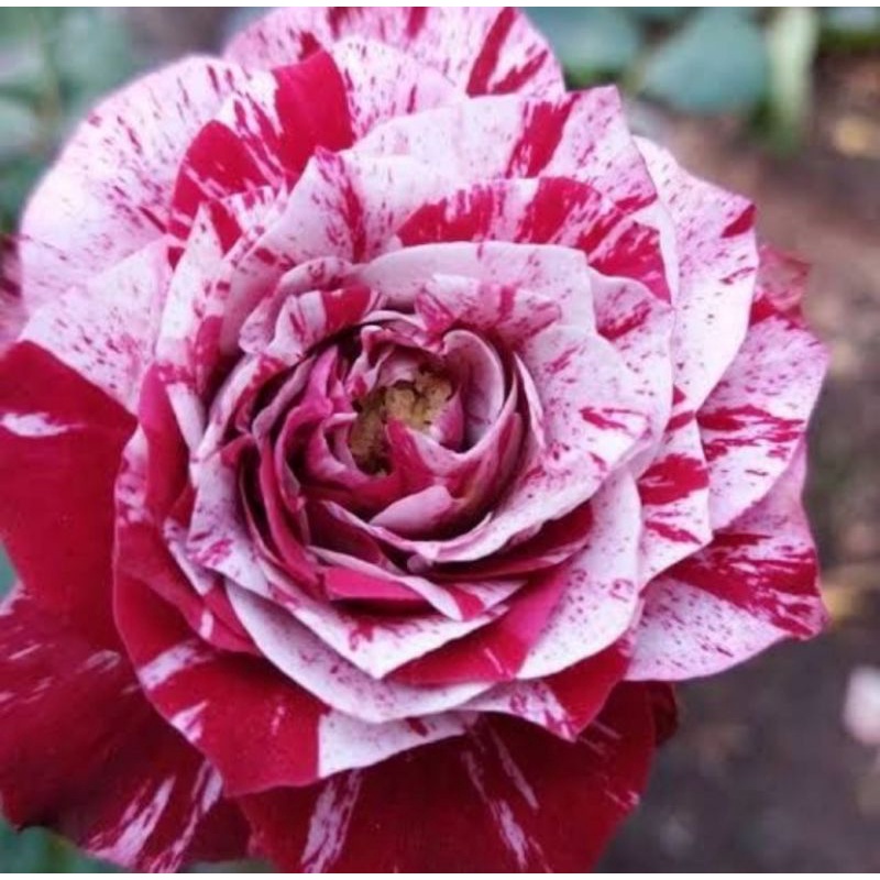 Jual MAWAR BATIK HIBRID MERAH | Shopee Indonesia