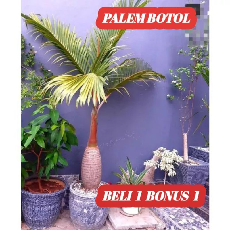 Jual BIBIT PALEM BOTOL | Shopee Indonesia