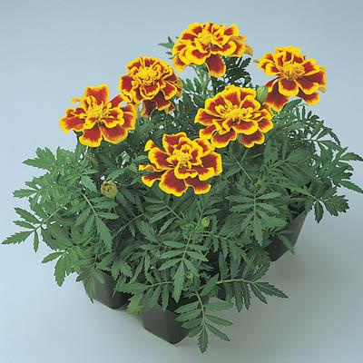 Jual Marigold Durango Bee 10 Biji (Benih/Biji Tanaman Bunga) | Shopee ...