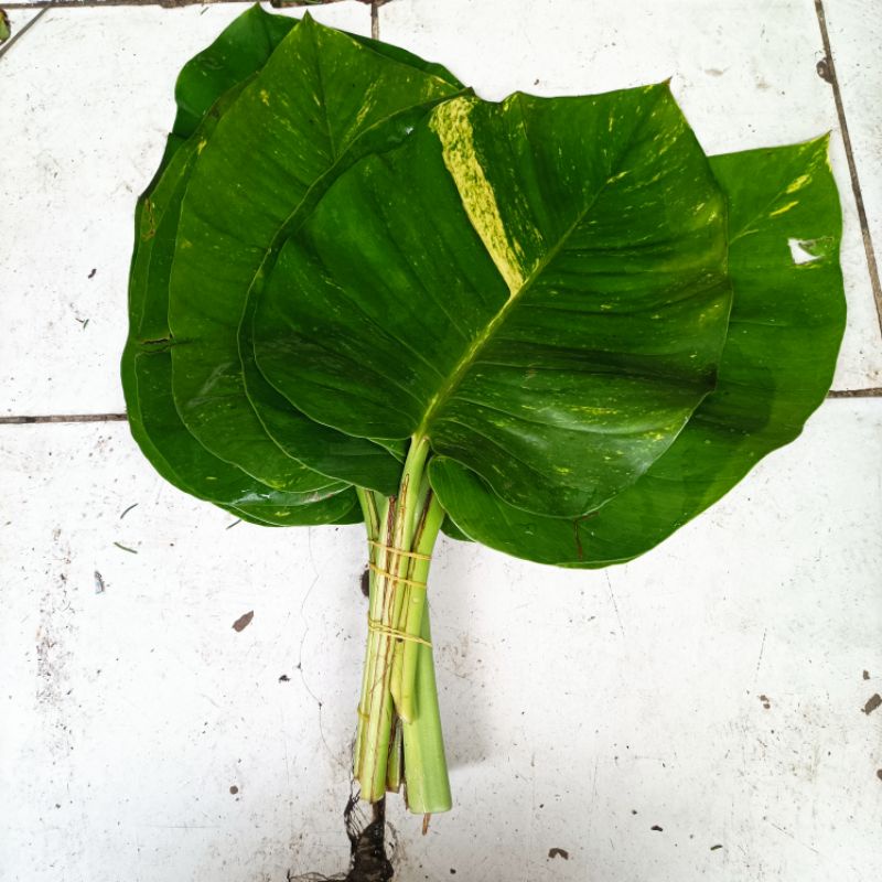 Jual Daun Srigading segar (daun potong segar jakarta) | Shopee Indonesia