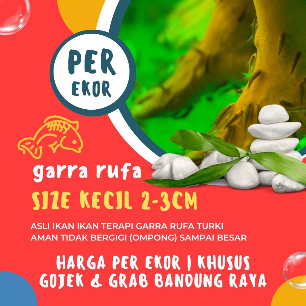 Jual Ikan Terapi Garra Rufa Turki Size 2-3cm Siap Melancarkan Peredaran ...