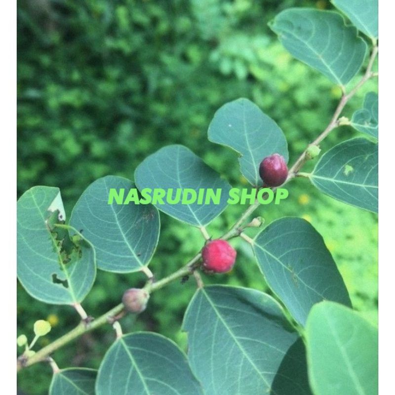 Jual DAUN TAMPAL BESI SEGAR 1KG DAUN TAPAL BESI LANGSUNG PETIK BUKAN ...