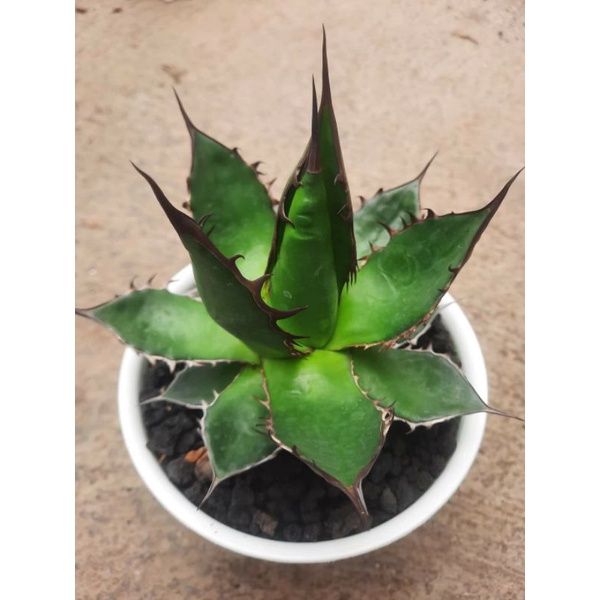 Jual Agave Titanota Horida | Shopee Indonesia
