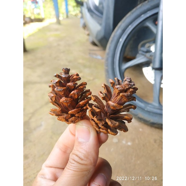 Jual BUNGA PINUS KERING KECIL / PINE CONE | Shopee Indonesia