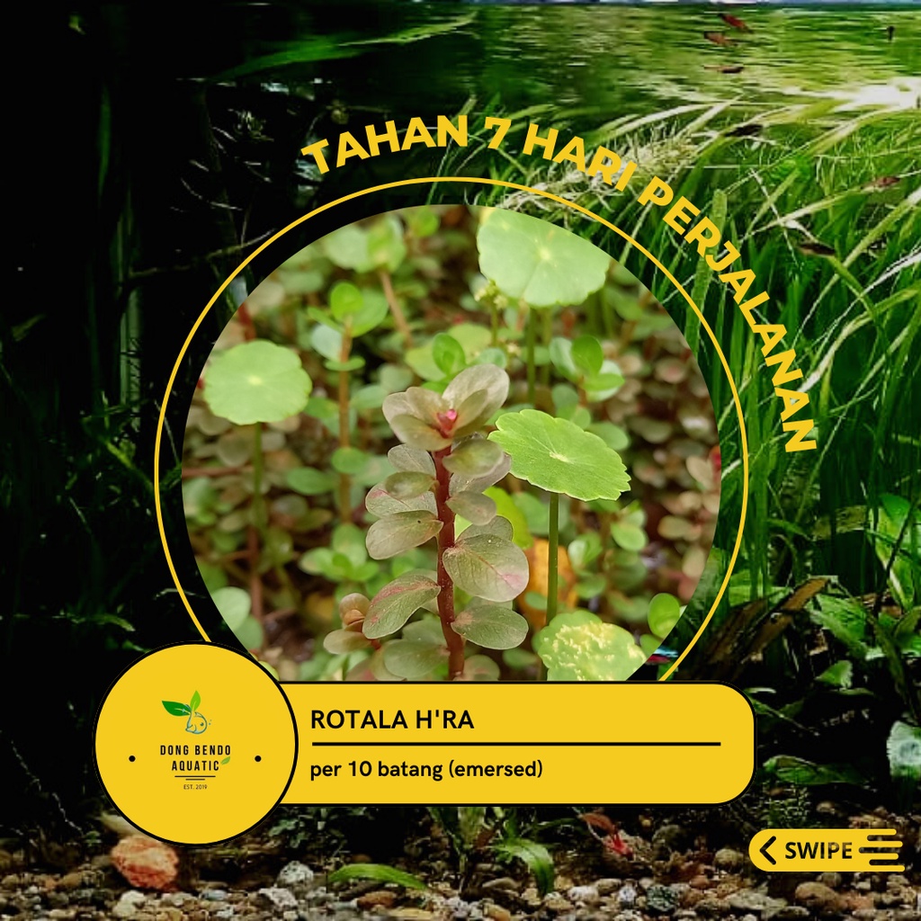 Jual Rotala H'Ra/ Tanaman aquascape (Stem plant) | Shopee Indonesia