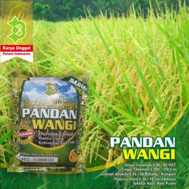 Jual Benih padi pandan wangi 500gr | Shopee Indonesia