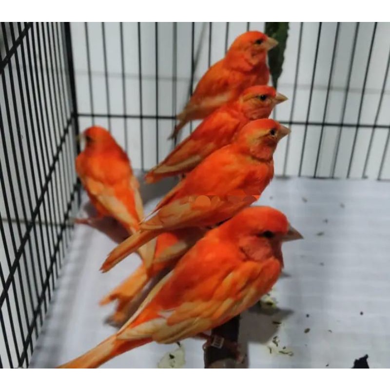 Jual KENARI Merlok jantan | Shopee Indonesia